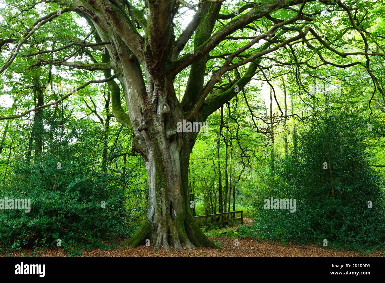 Old (ca 220 y.) beech in the forest of St Sauveur le Vicomte on the ...
