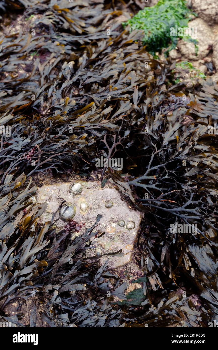 Detail of seaweed and shells on the beach of Normandy near Vierville ...