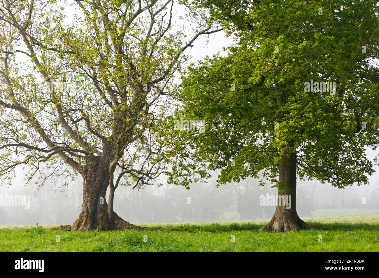 Oak tree ash tree hi-res stock photography and images - Alamy