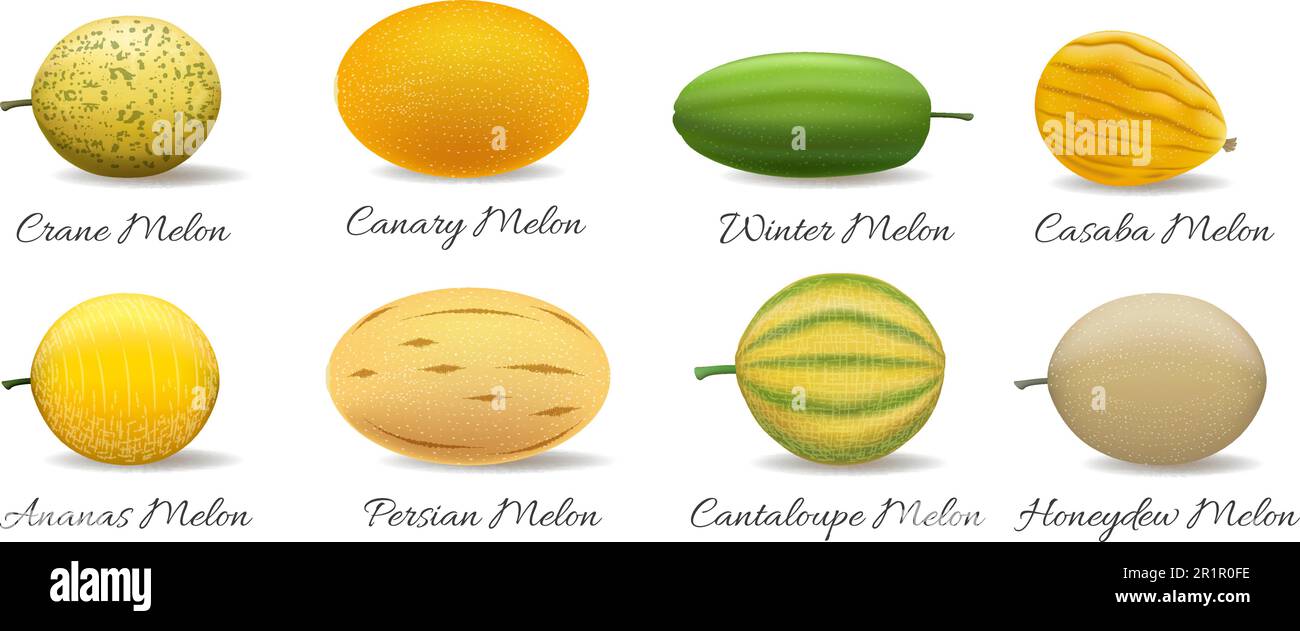 Melon varieties vector illustration Stock Vector Image & Art - Alamy