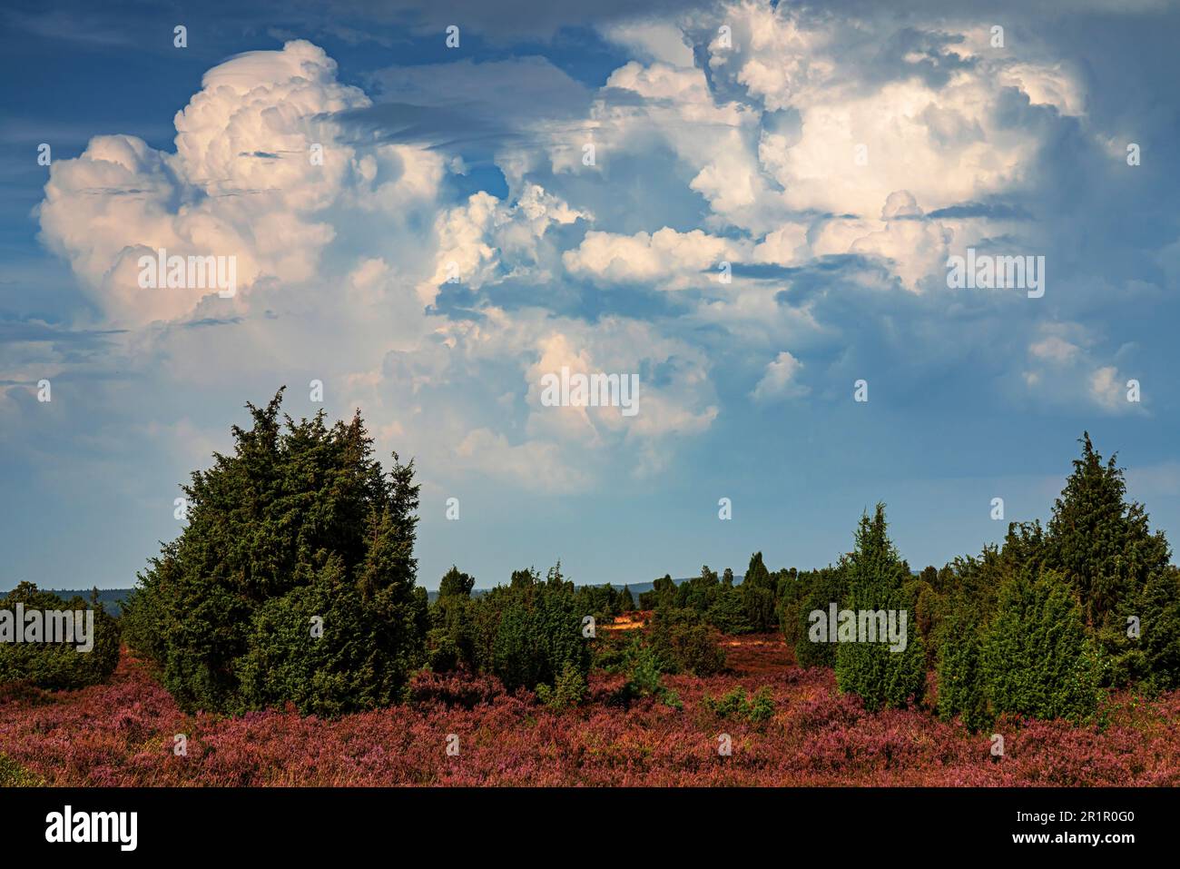 Heathland regeneration hi-res stock photography and images - Alamy