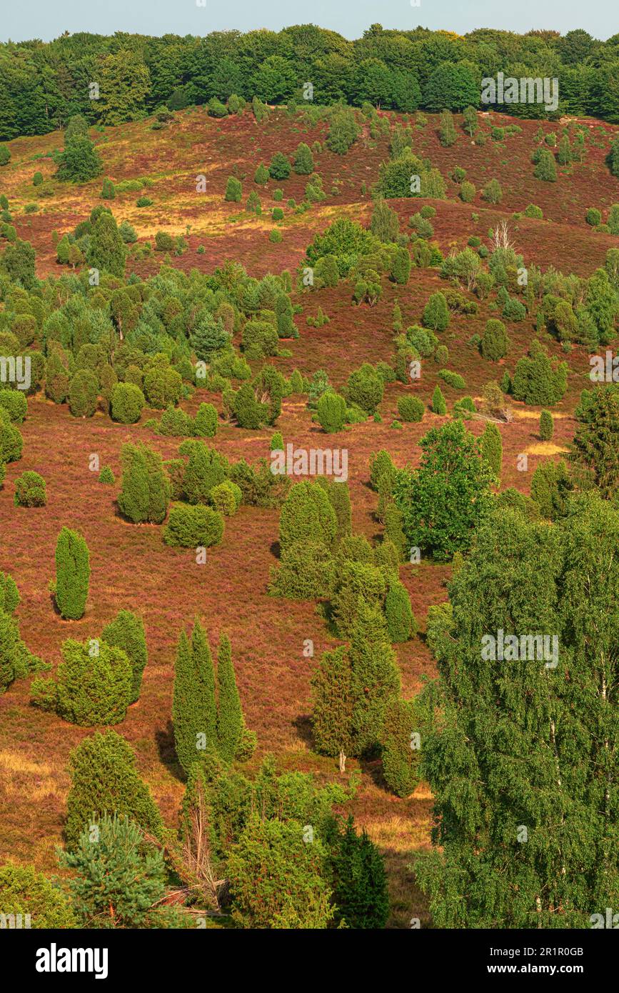 View from Wilseder Berg to the heath landscape Stock Photo - Alamy