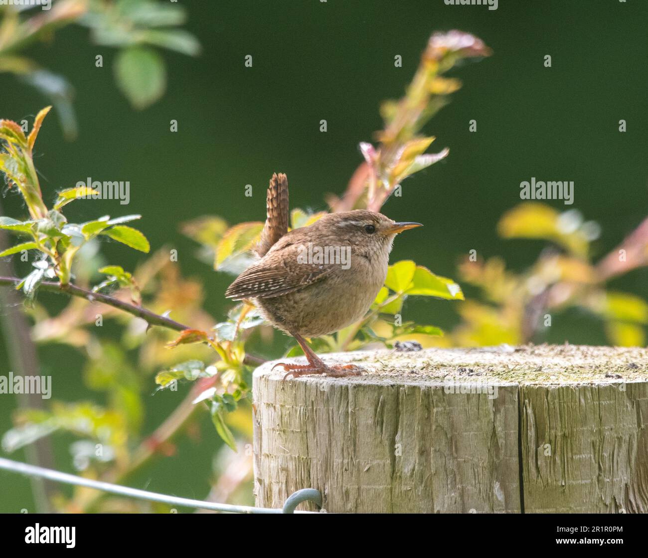 Native wren hi-res stock photography and images - Alamy