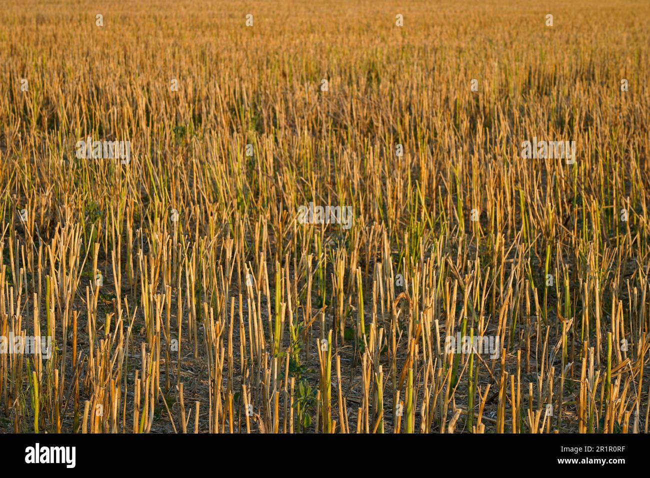Germany, Bavaria, Upper Bavaria, Altötting district, agriculture, mowed ...