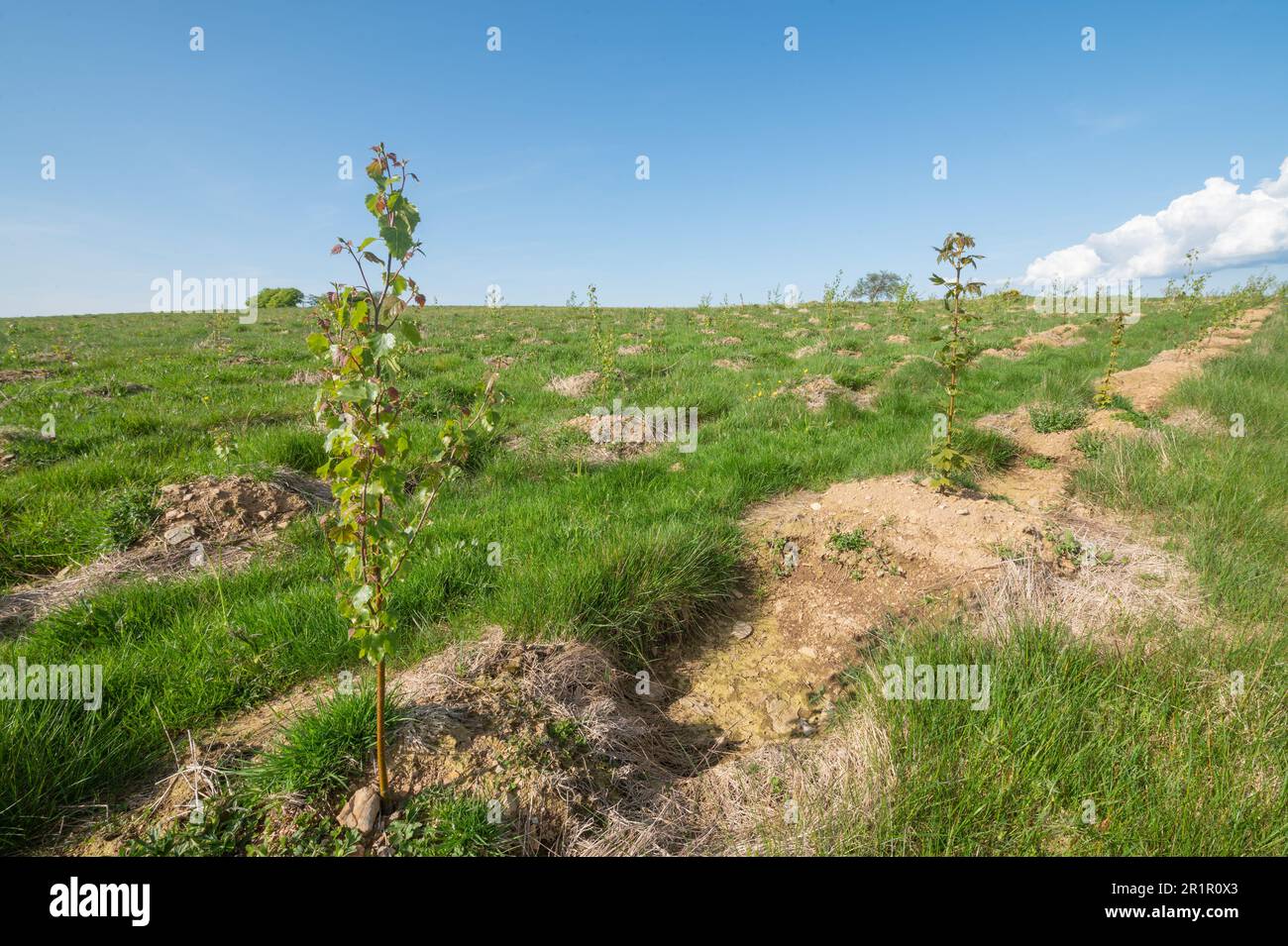 Rows of silver birch, Betula pendula, one year after planting at Banc ...