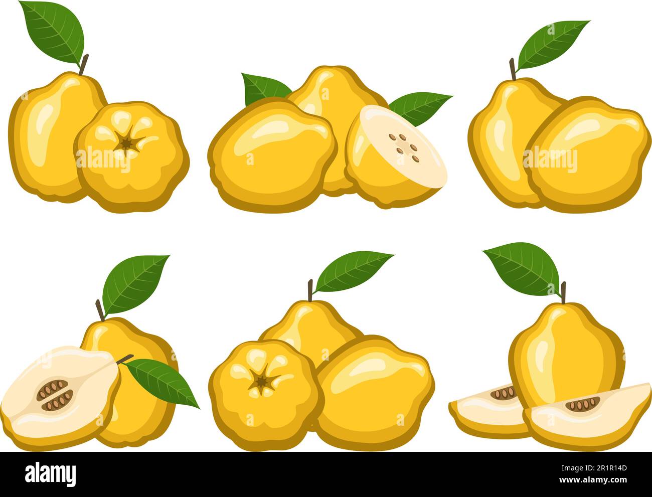 Quince leaves Stock Vector Images - Alamy