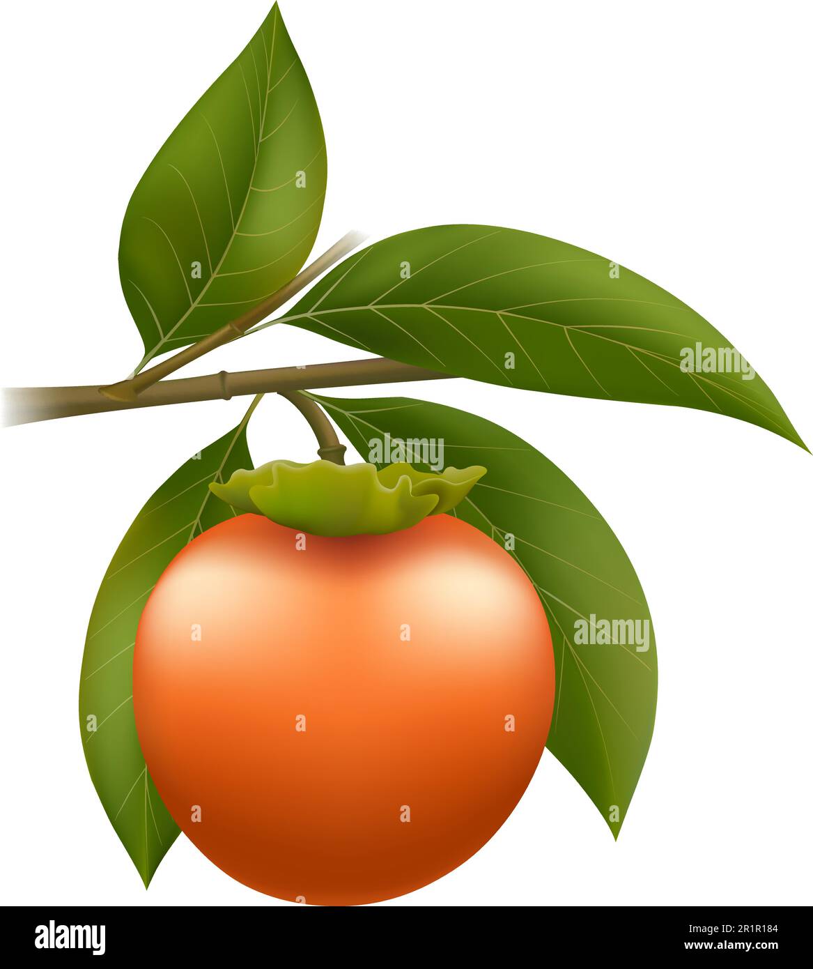 Persimmon isolated on white Stock Vector Images - Alamy