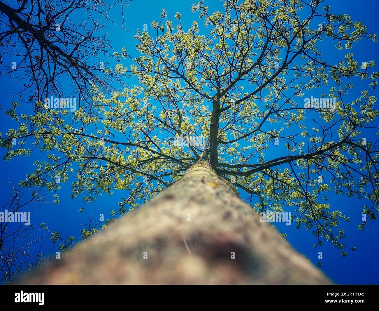Flowering tree from below Stock Photo - Alamy