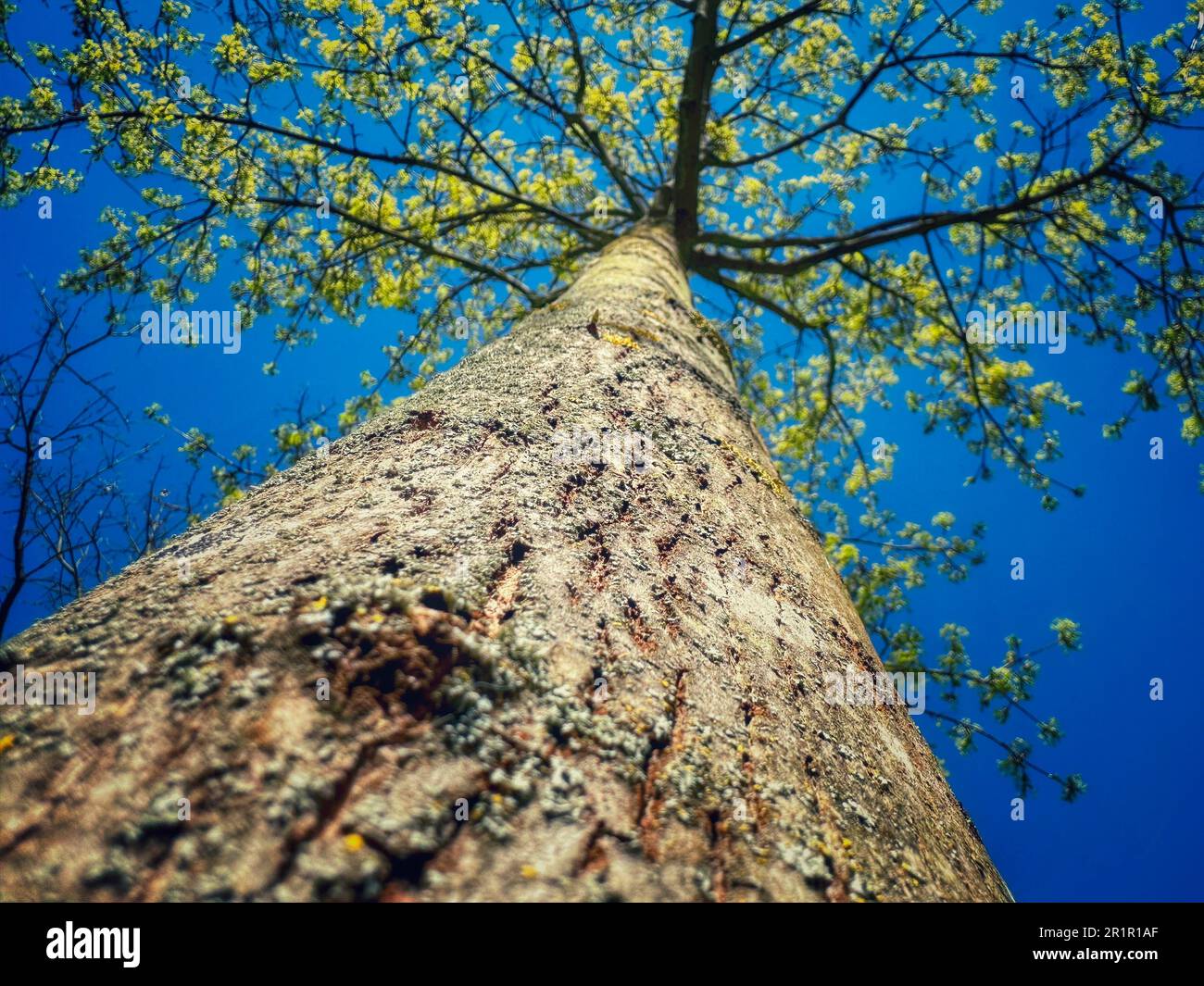 Flowering tree from below Stock Photo - Alamy