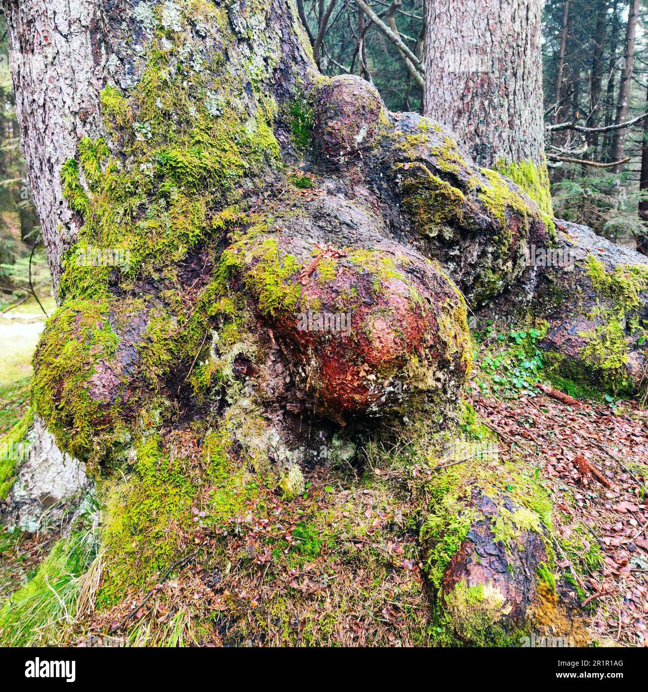gnarled root of a spruce tree due to pest or disease infestation Stock ...