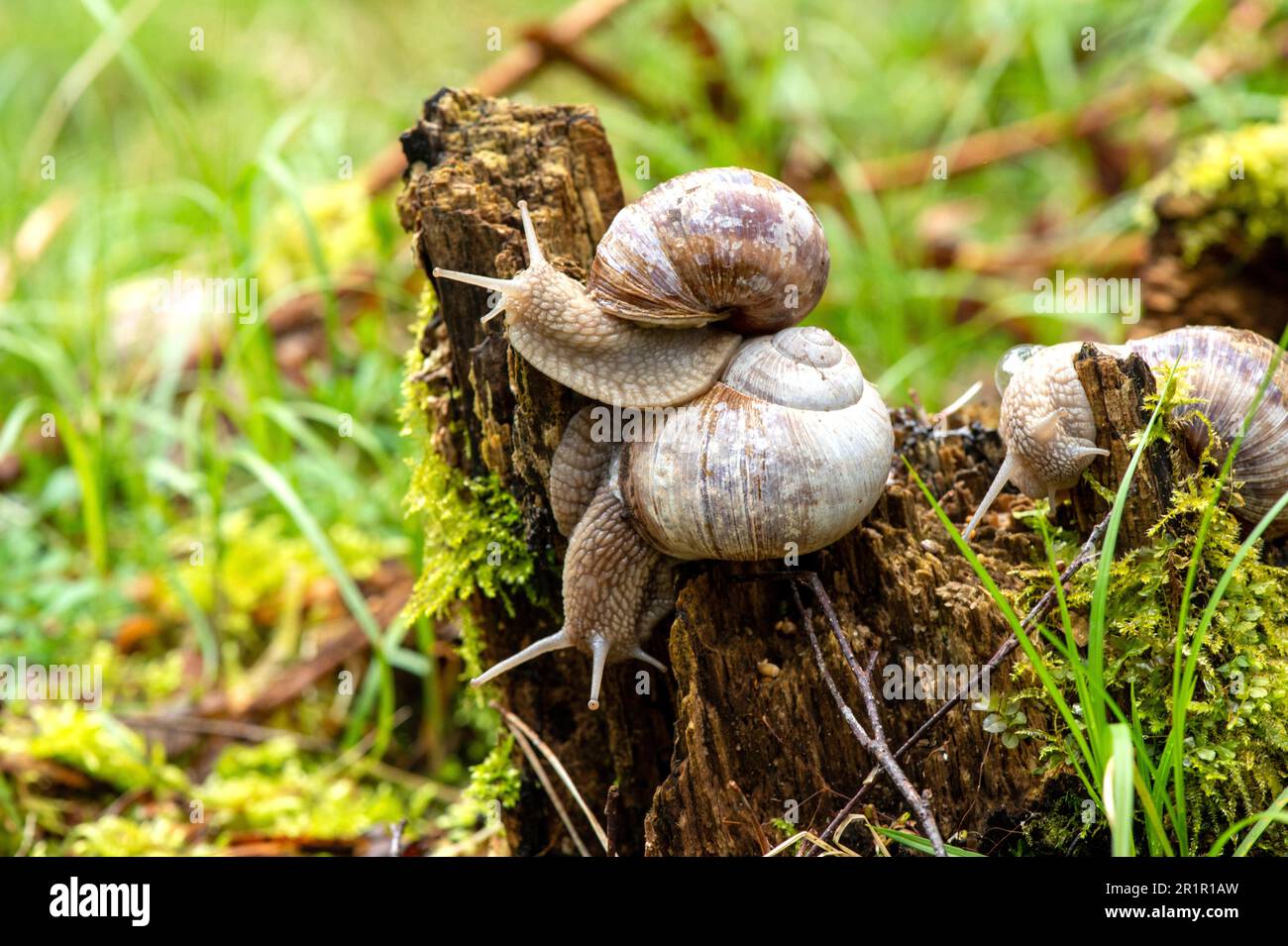 Vine snails hi-res stock photography and images - Alamy