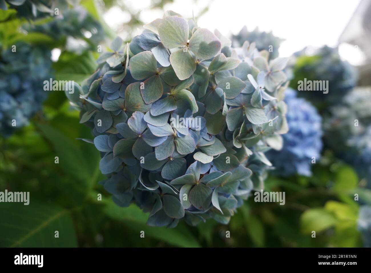 Light Blue Hydrangea on Martha's Vineyard, Massachusetts Stock Photo ...