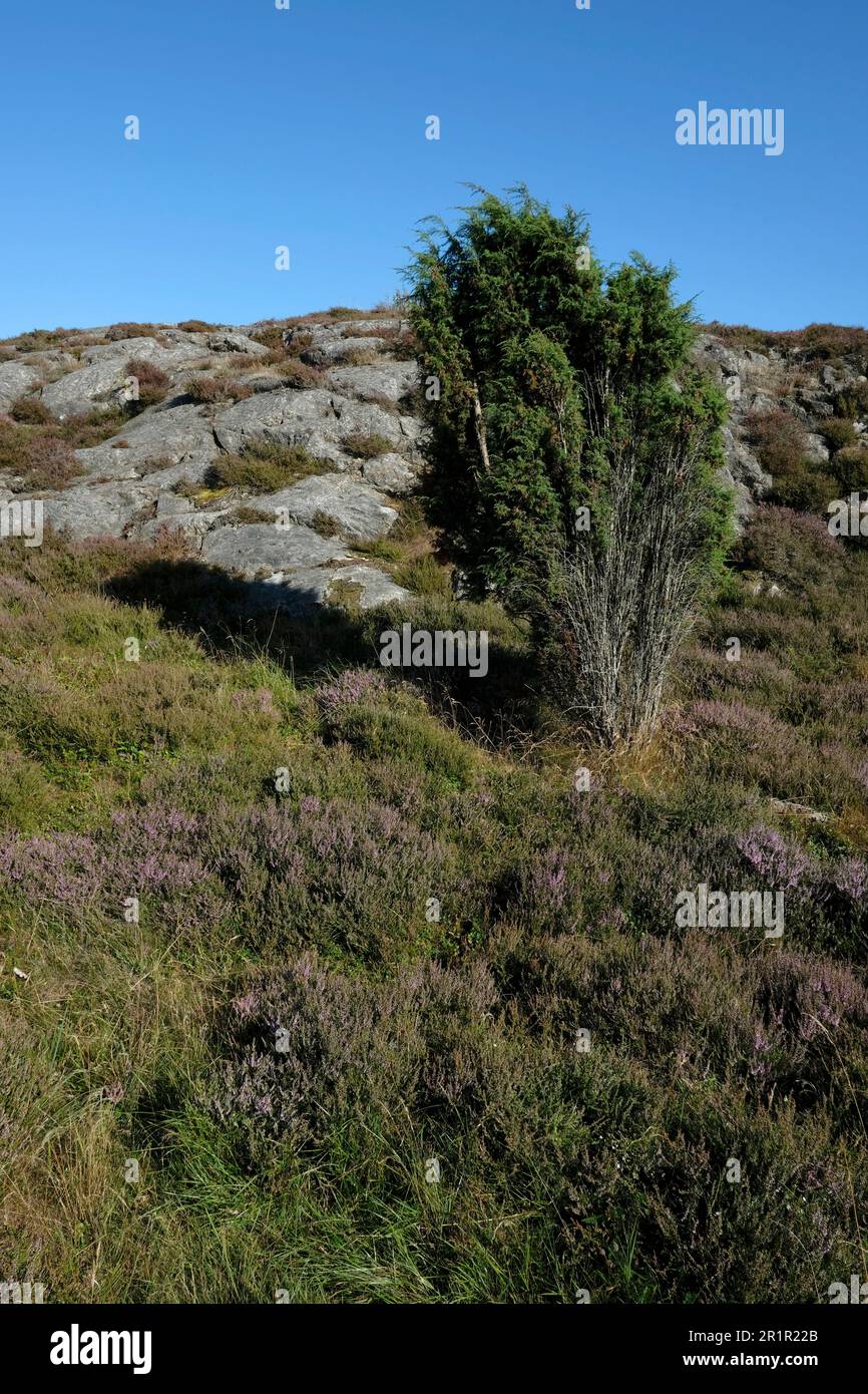 Bush nature hi-res stock photography and images - Alamy