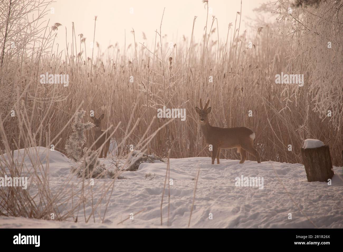 Deer, Capreolus capreolus, young male and female, foggy morning in ...