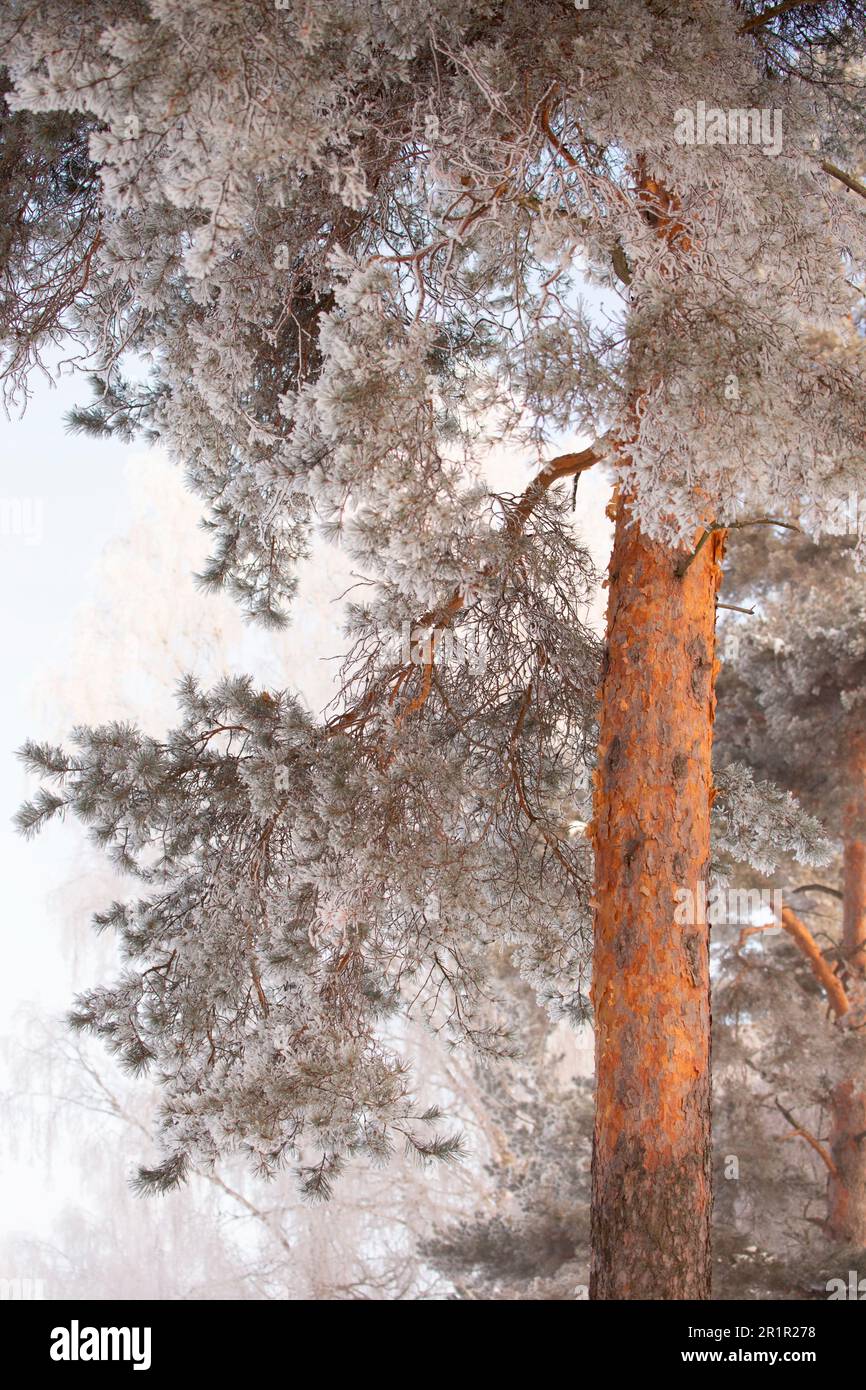 Pine tree pinus sylvestris hi-res stock photography and images - Alamy