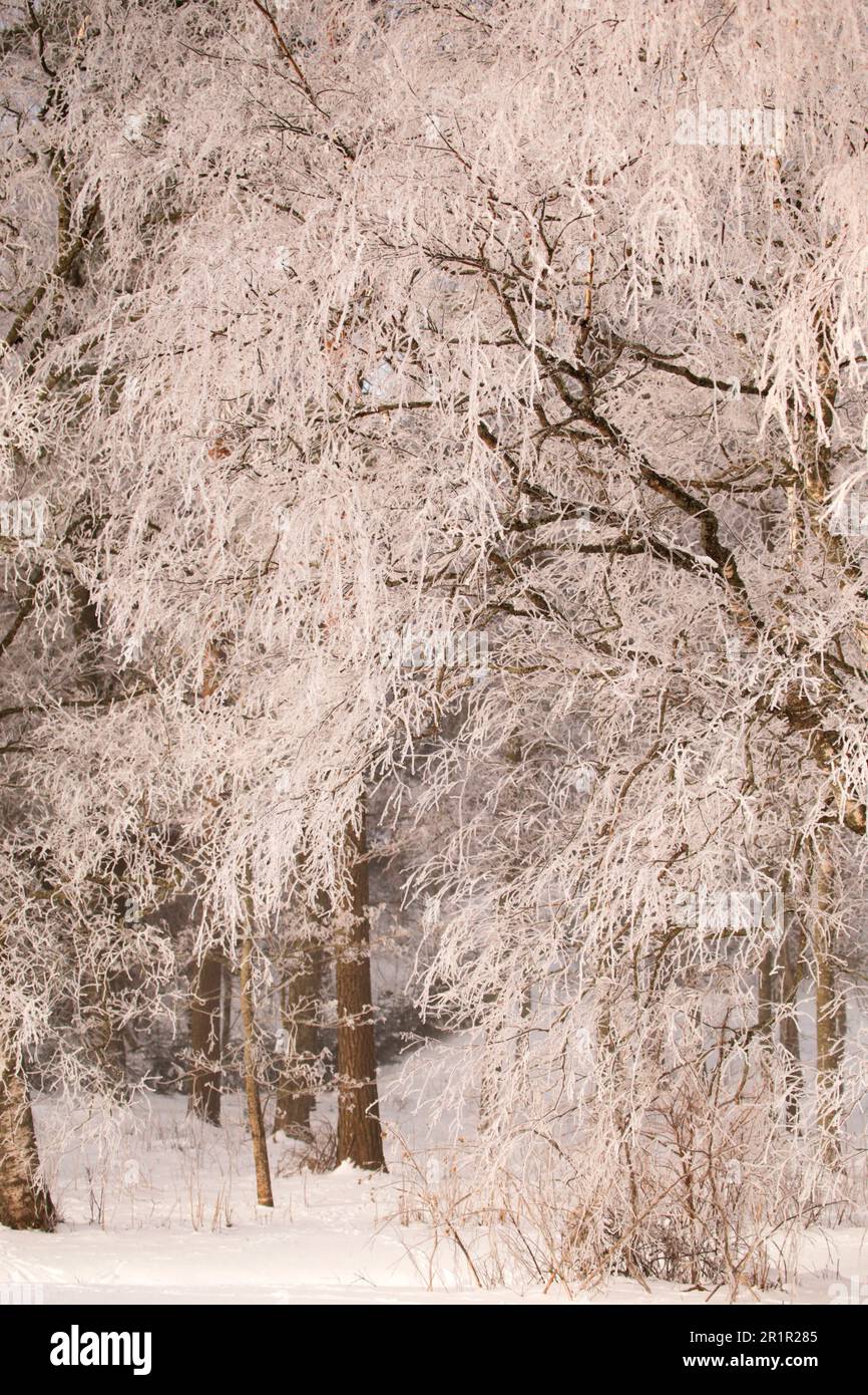 Frosty tree scene hi-res stock photography and images - Alamy
