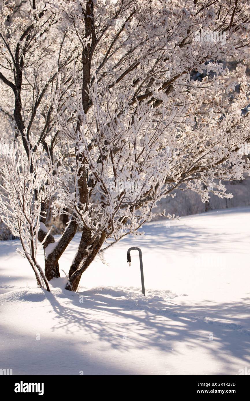Light snow in the garden hi-res stock photography and images - Alamy