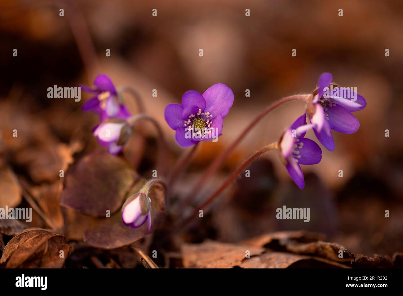 Common Hepatica / liverwort / kidneywort / pennywort (Anemone hepatica ...