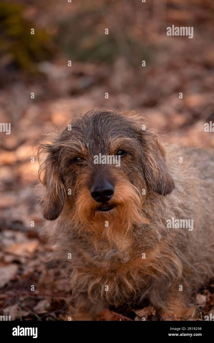 Wire look hi-res stock photography and images - Alamy