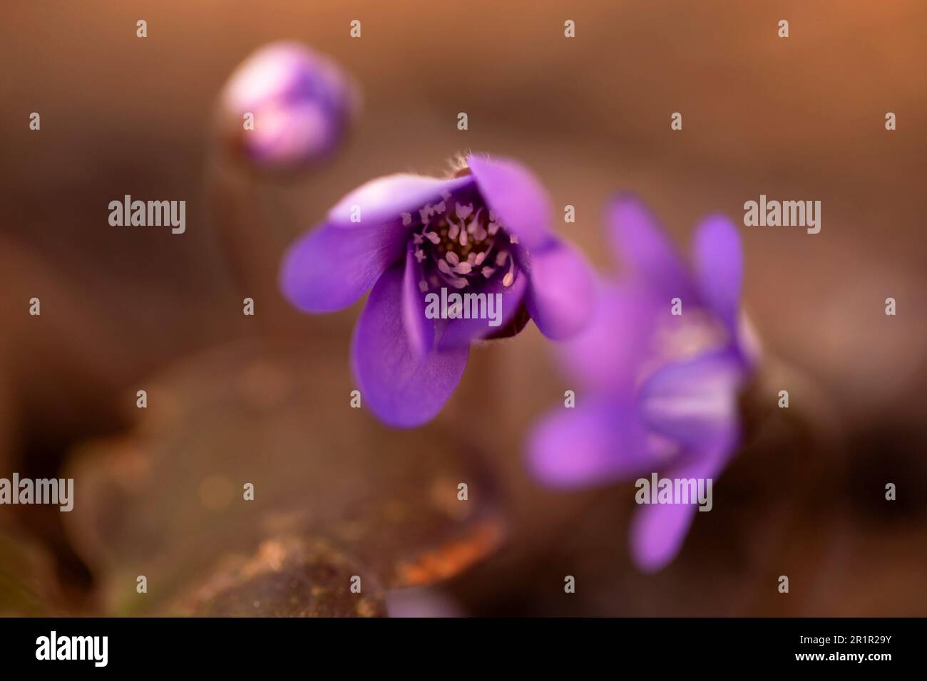 Common Hepatica / liverwort / kidneywort / pennywort (Anemone hepatica ...