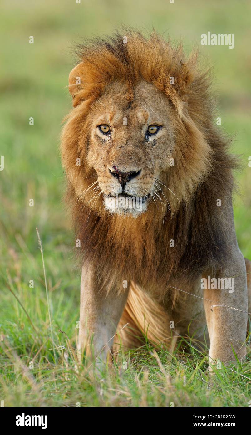 The cats meat man hi-res stock photography and images - Alamy