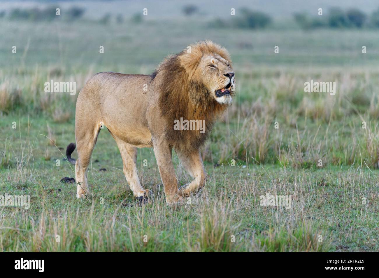 Roaring maned lion (Panthera leo) in morning light, Maasai Mara Game ...