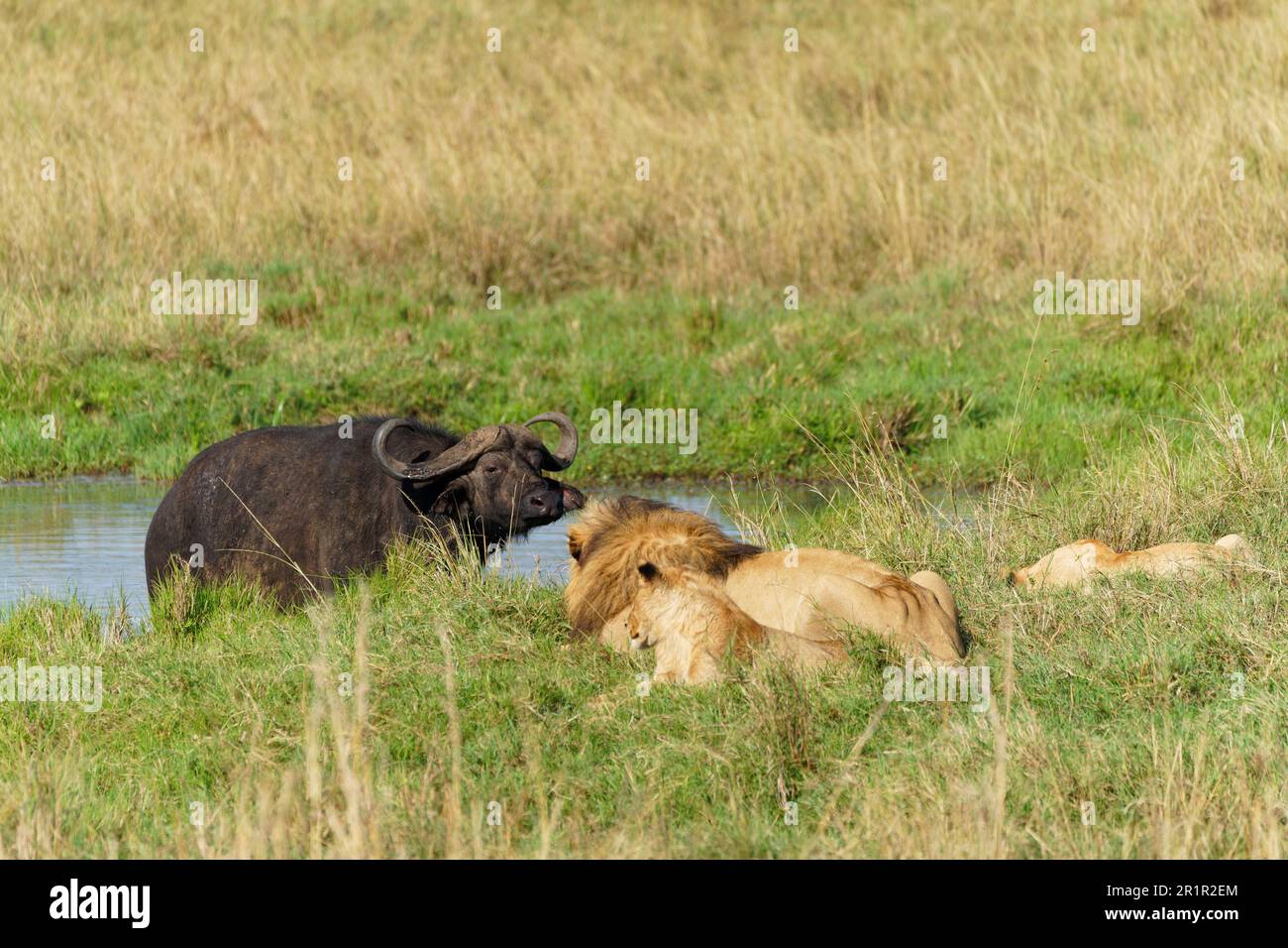 Lion pride (Panthera leo) besieging an old Cape buffalo, Maasai Mara ...