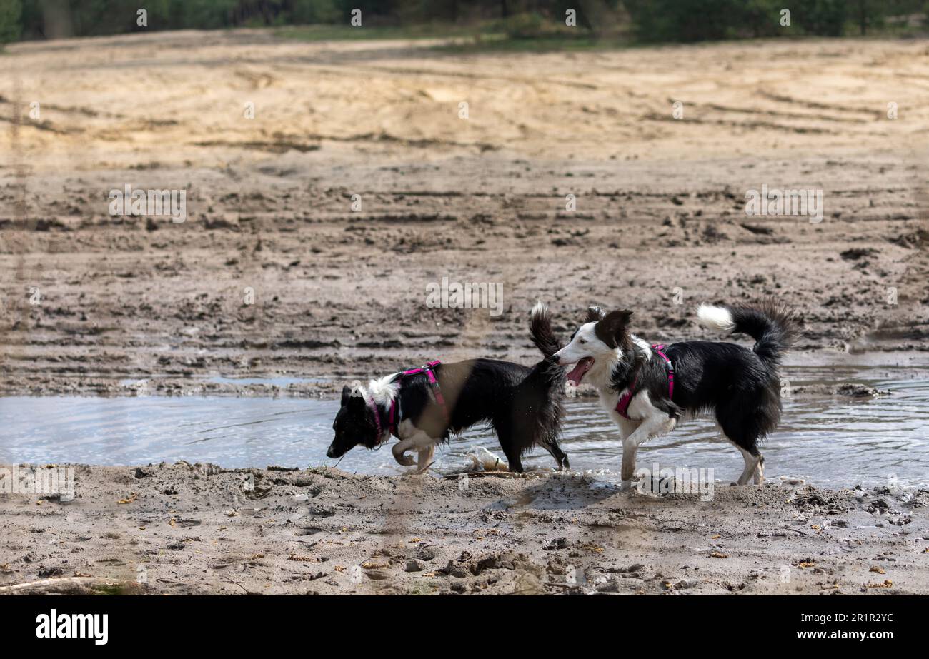 The two adorable Border Collie dogs enjoying a day at the beach Stock ...