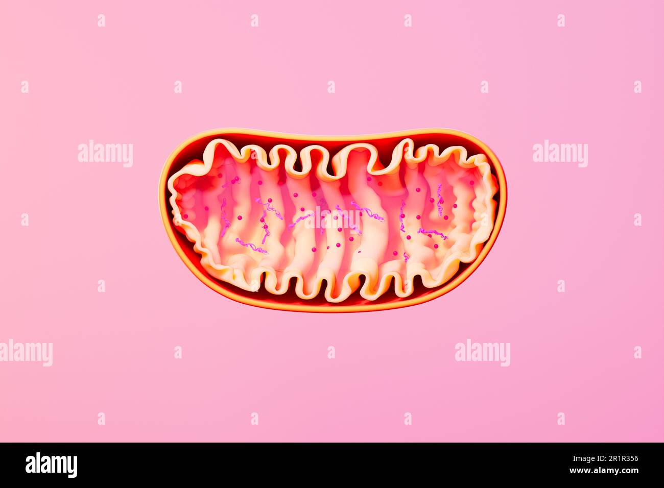 Eukaryotic cell membranes hi-res stock photography and images - Alamy