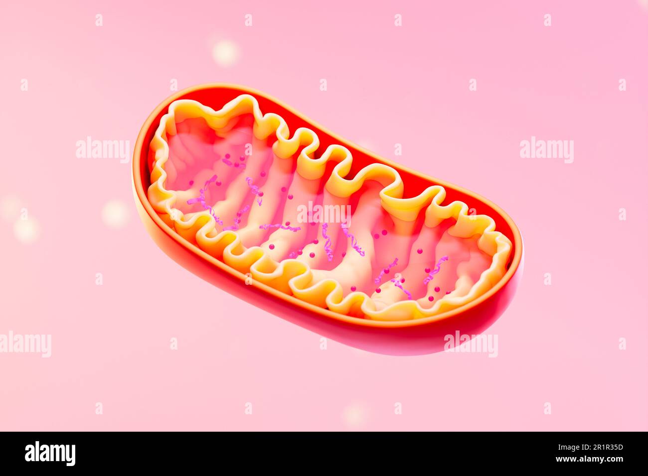 Cross Section Of Mitochondria