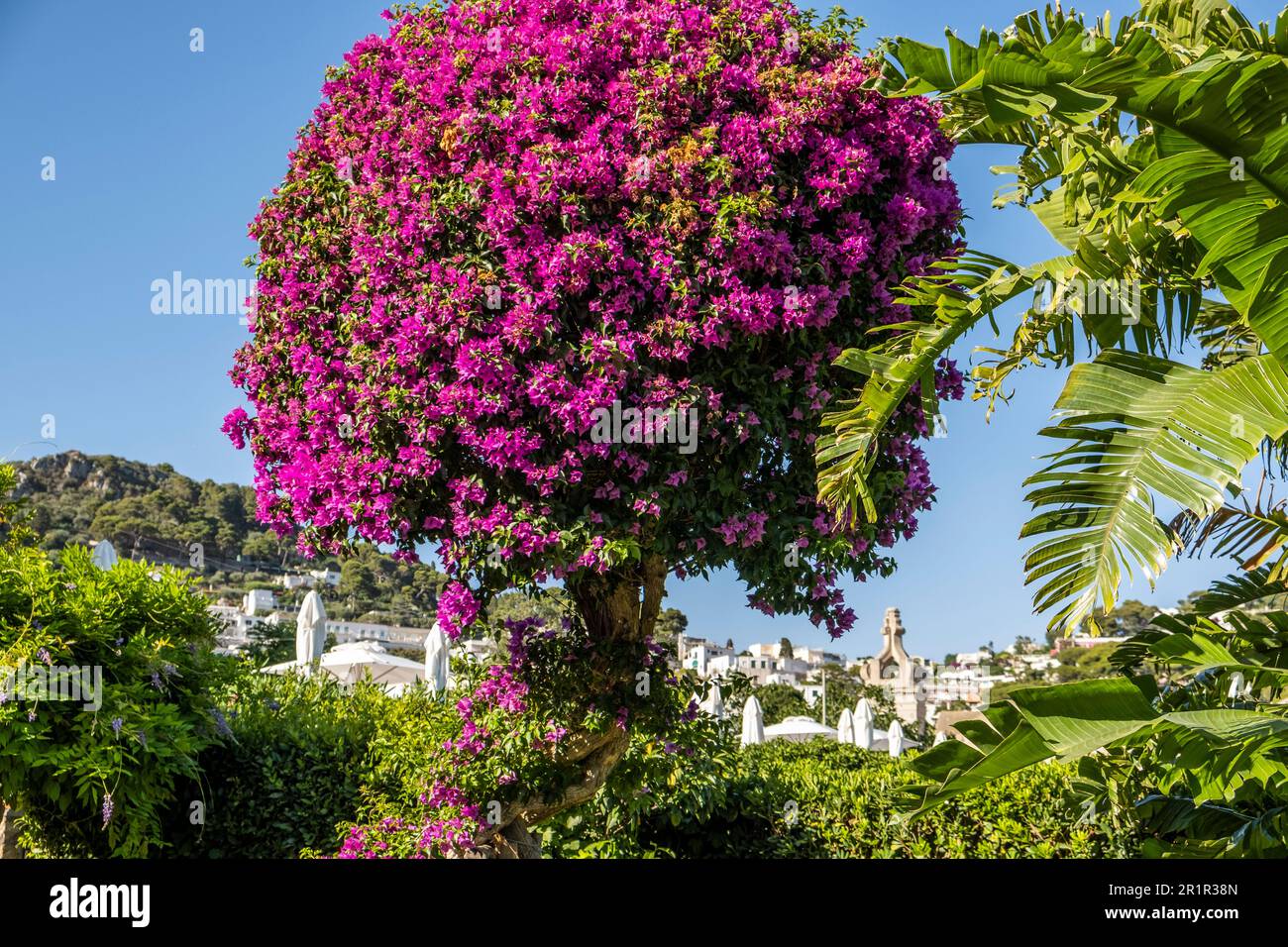 Bougainvillea tree on the island of capri hi-res stock photography and ...