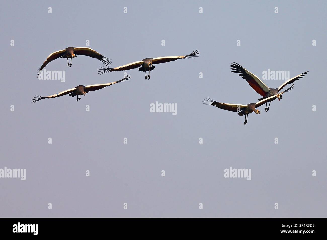 A group of flying crowned cranes (Balearica pavonina). South Lungwa ...