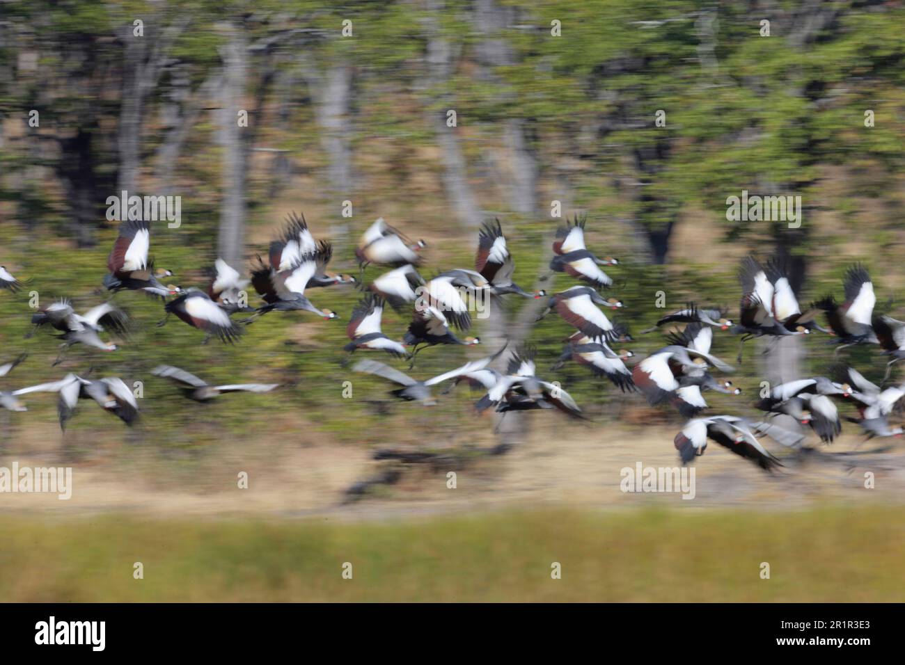 A group of flying crowned cranes (Balearica pavonina). South Lungwa ...