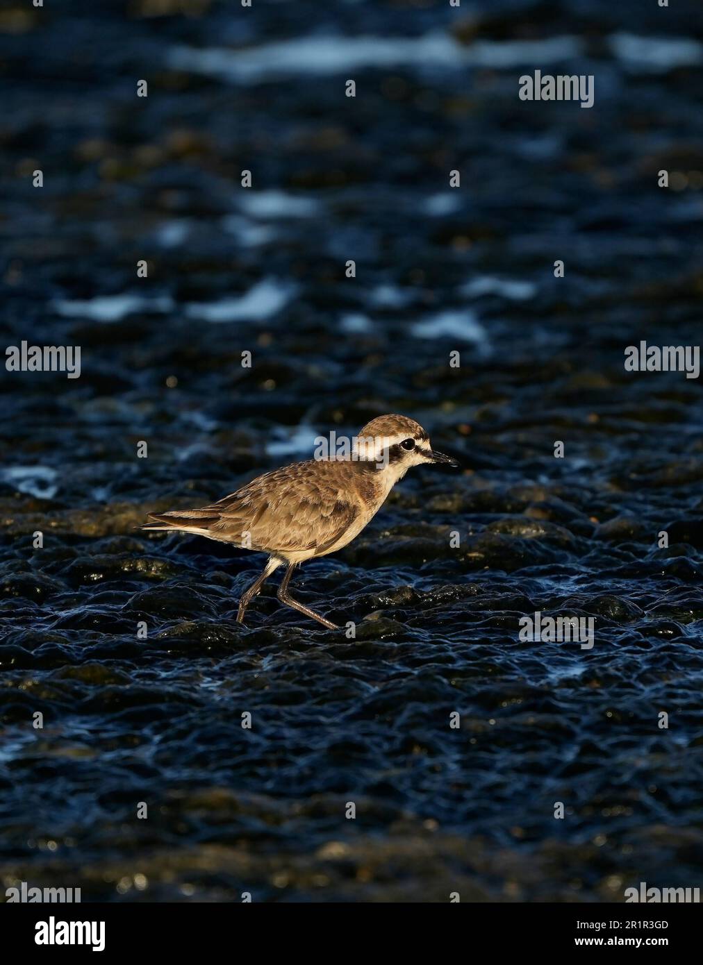 Bot river wetland hi-res stock photography and images - Alamy