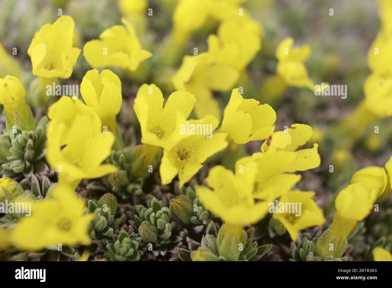 Schierke, Germany. 15th May, 2023. The flowers of the golden primrose ...