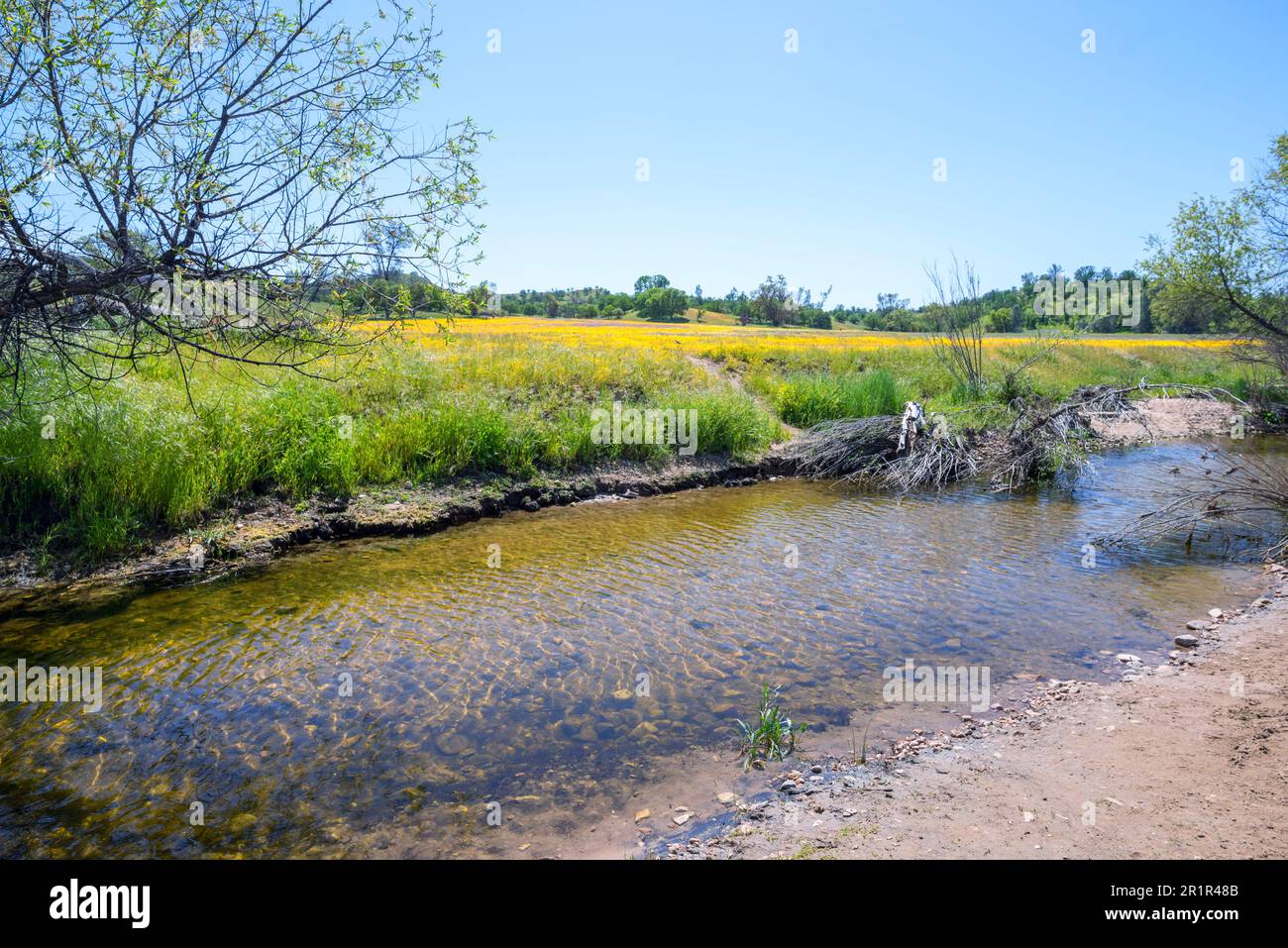 Wildflower bloom along Shell Creek Road in Santa Margarita, California ...