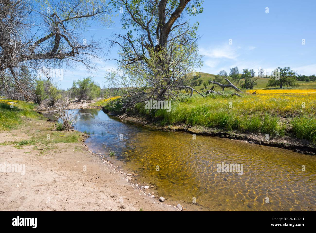 Wildflower bloom along Shell Creek Road in Santa Margarita, California ...