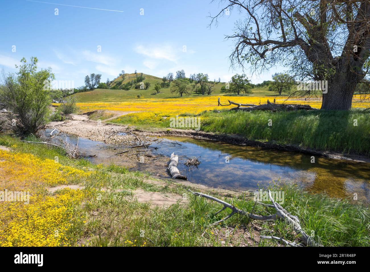 Wildflower bloom along Shell Creek Road in Santa Margarita, California ...