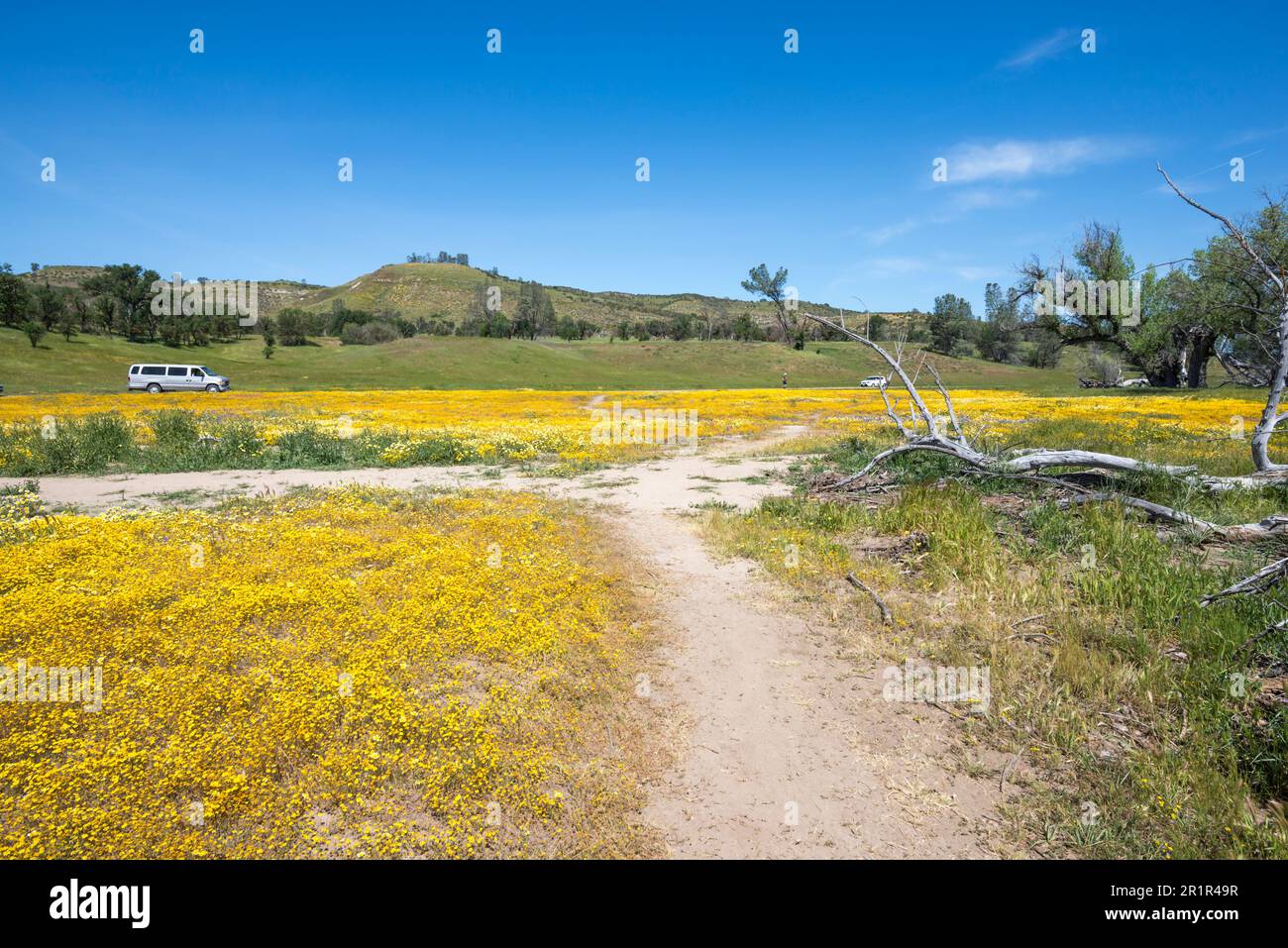 Wildflower bloom along Shell Creek Road in Santa Margarita, California ...