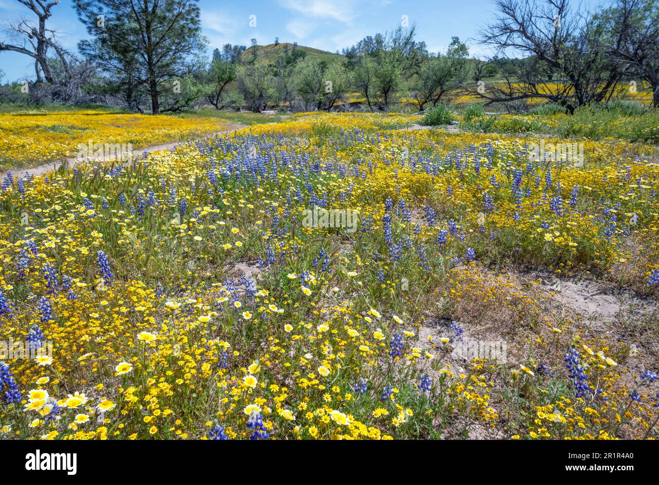 Wildflower bloom along Shell Creek Road in Santa Margarita, California ...