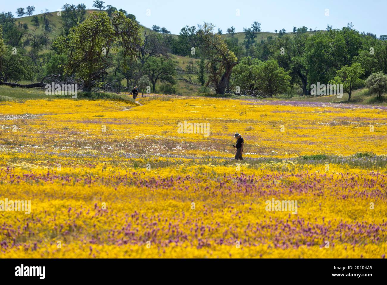 Wildflower bloom along Shell Creek Road in Santa Margarita, California ...