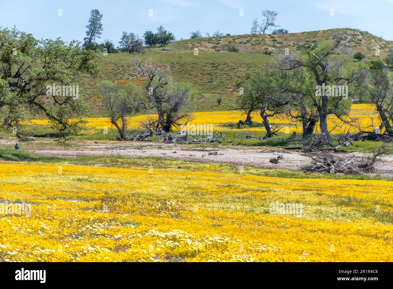 Wildflower bloom along Shell Creek Road in Santa Margarita, California ...