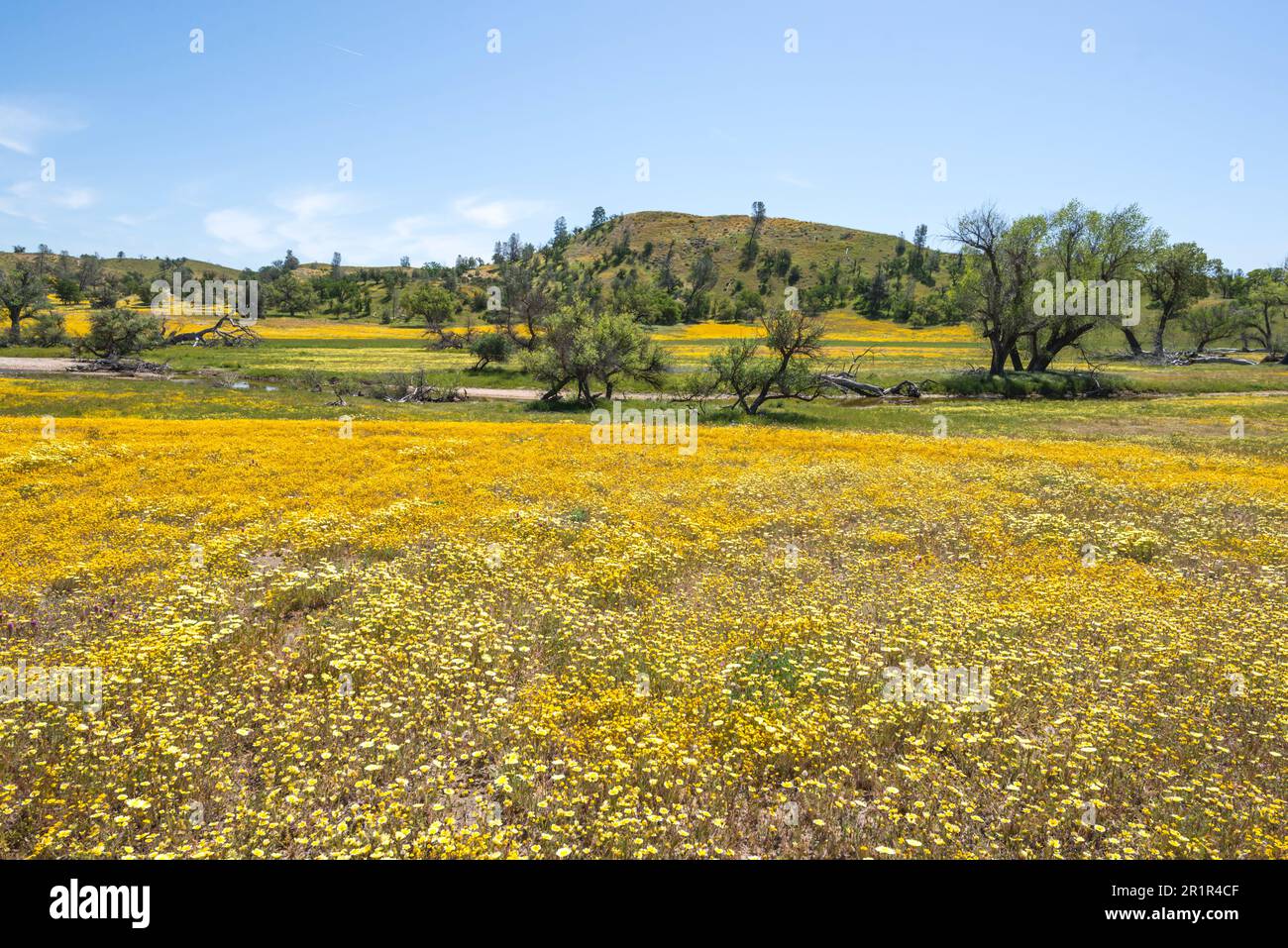 Wildflower bloom along Shell Creek Road in Santa Margarita, California ...