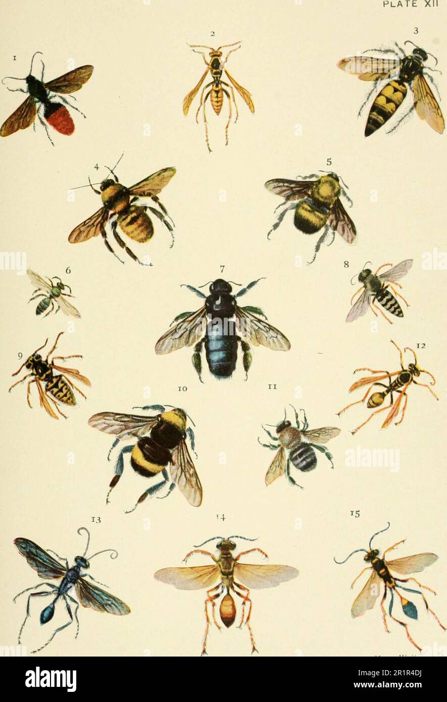 "American insects" (1905 Stock Photo - Alamy