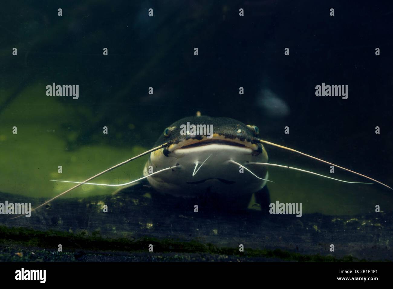 Animal fish catfish sport fishing hi-res stock photography and images ...