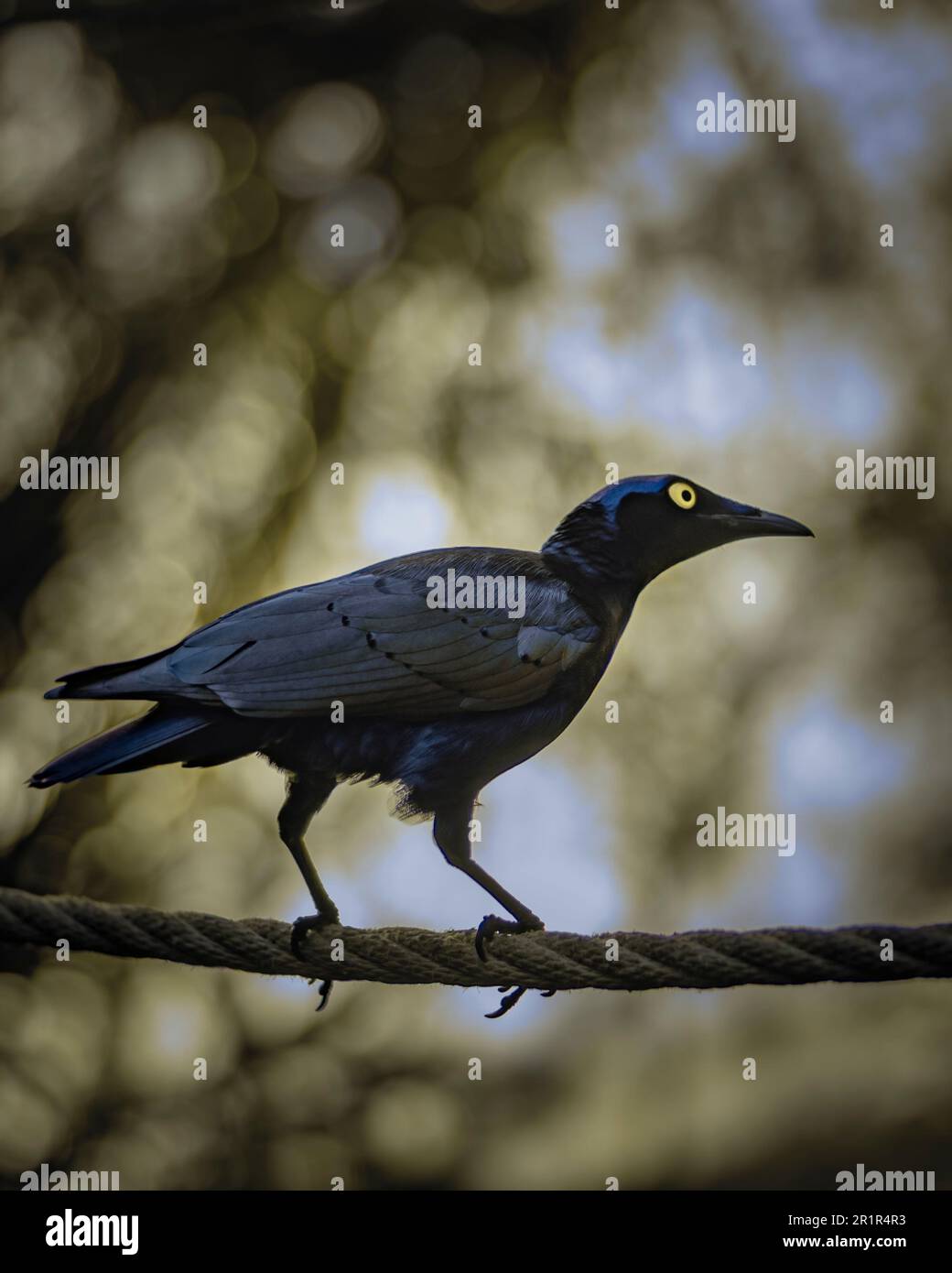 Splendid starling hi-res stock photography and images - Alamy