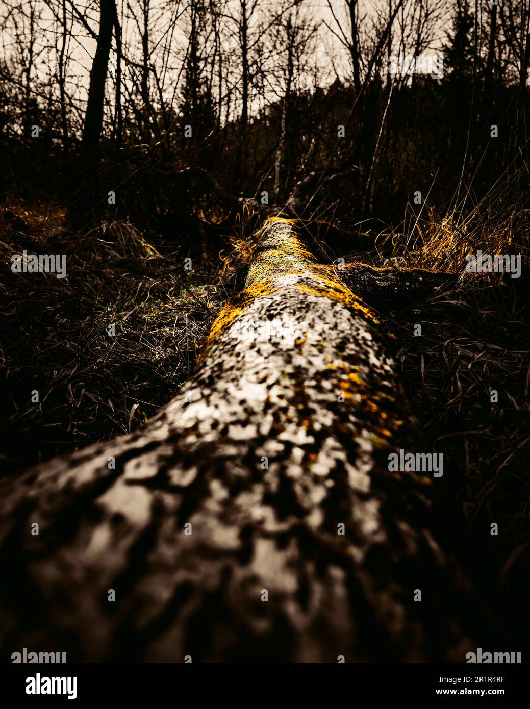 A fallen tree in the dense dark forest Stock Photo - Alamy