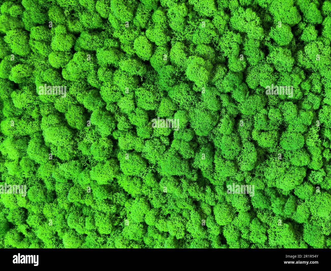 Close-up surface of the wall covered with green moss. Modern eco ...