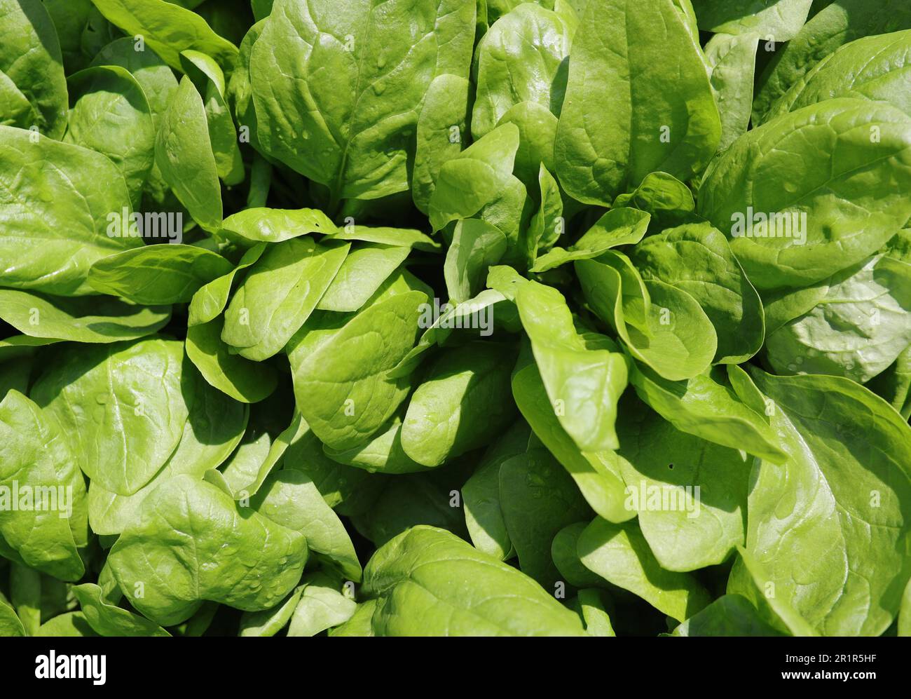 Nutritious spinach leaves hi-res stock photography and images - Alamy