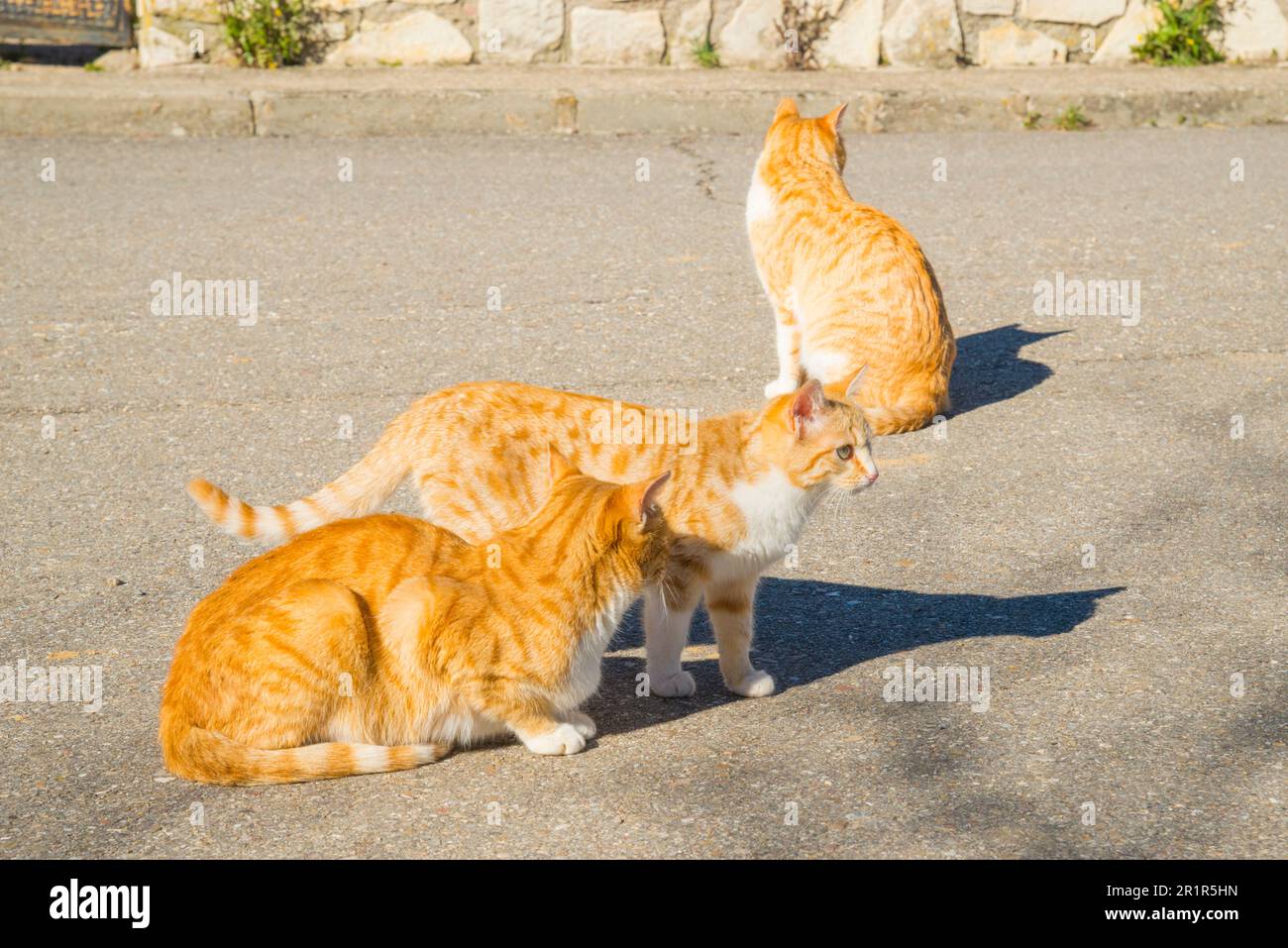 Three tabby and white cats Stock Photo - Alamy